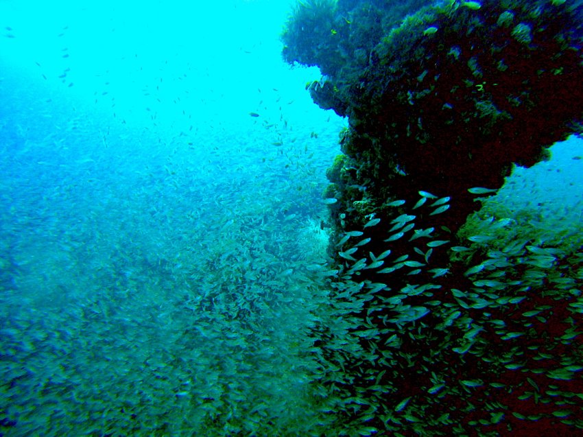Ship wrecks, ghosts and giant fish..... diving the SS Yongala.