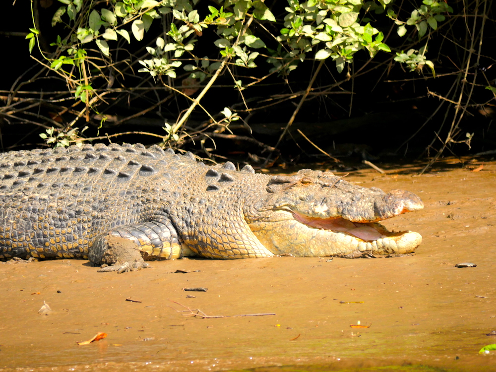 A motorcycle trip through the Daintree Rain Forest
