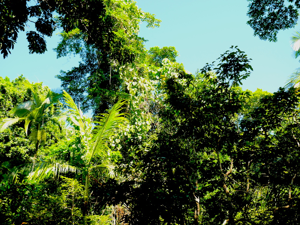 A motorcycle trip through the Daintree Rain Forest